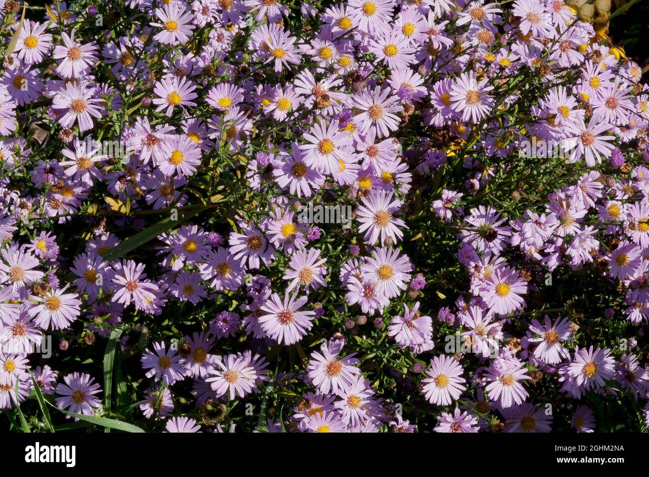 Aster turbinellus Banque de photographies et d’images à haute ...