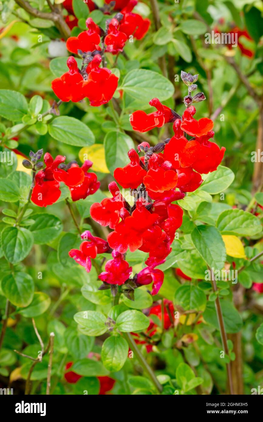 Salvia Grahamii Banque d'image et photos - Alamy