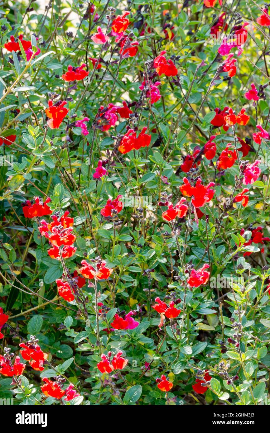 Salvia Grahamii Banque d'image et photos - Alamy