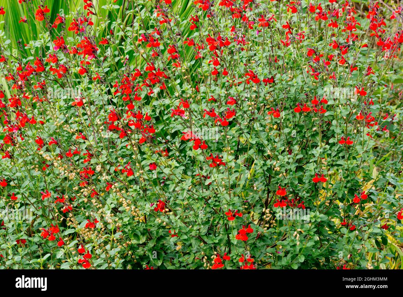 Salvia Grahamii Banque d'image et photos - Alamy