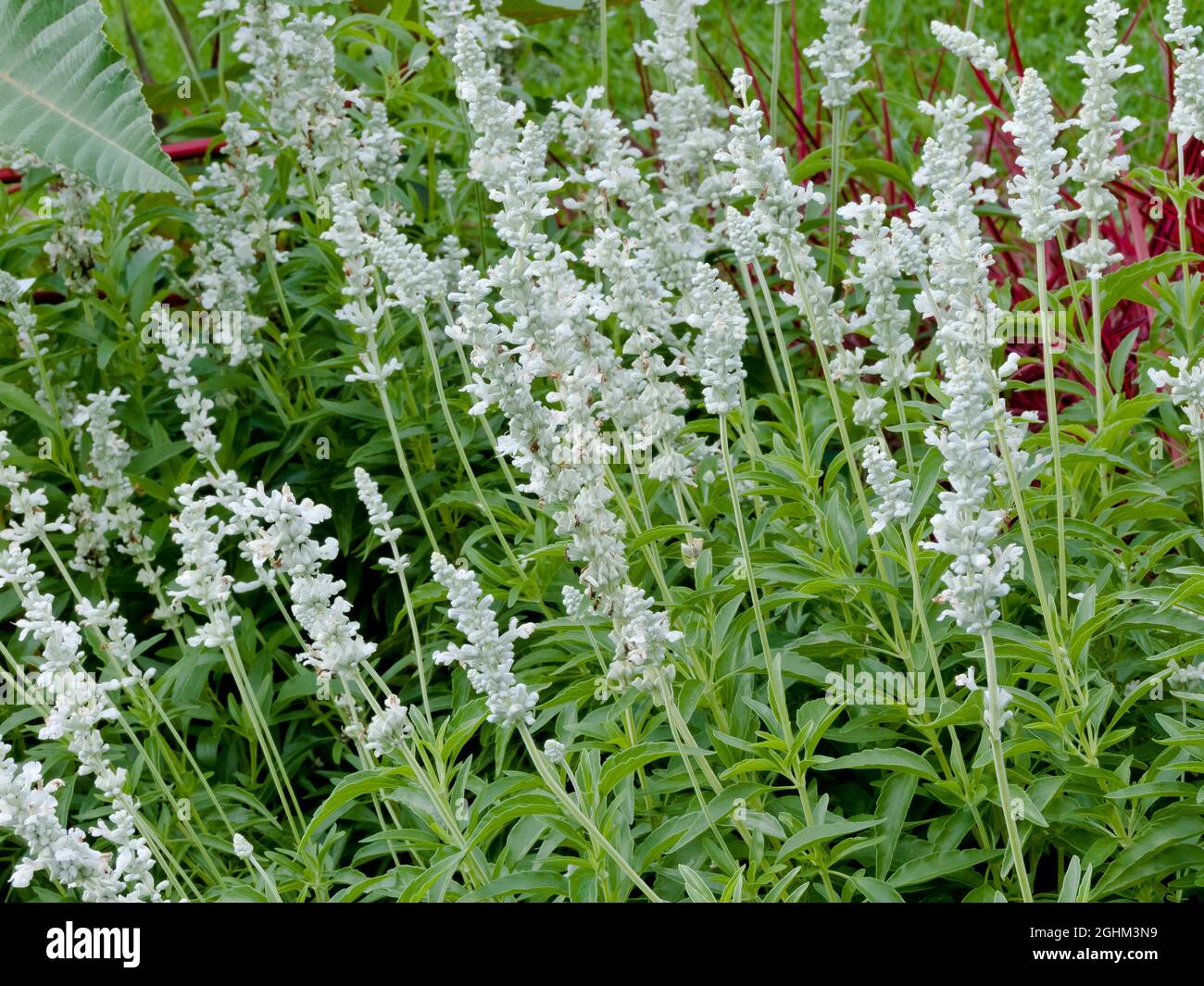 Salvia farinacea alba Banque de photographies et d’images à haute ...