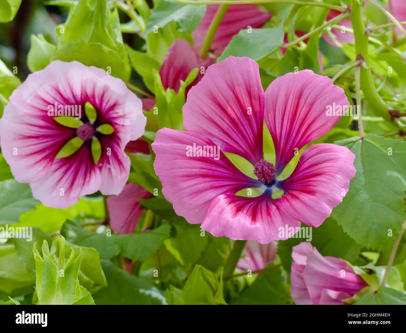 Malvacées malope Banque de photographies et d’images à haute résolution ...