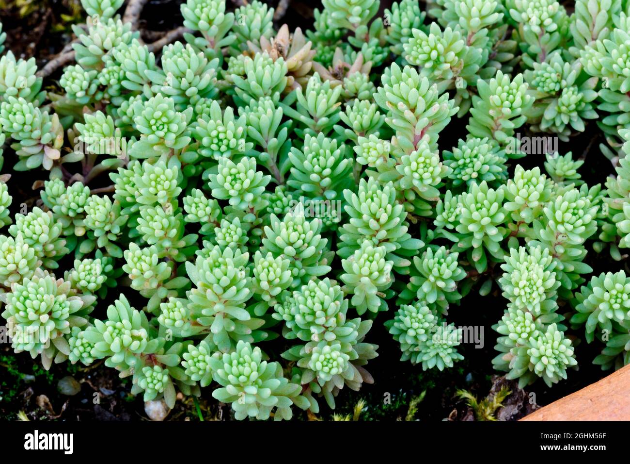 Sedum hispanicum Banque de photographies et d’images à haute résolution ...