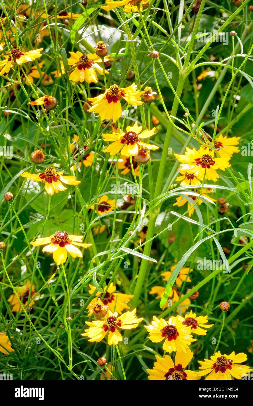 Coreopsis sp Banque de photographies et d’images à haute résolution - Alamy