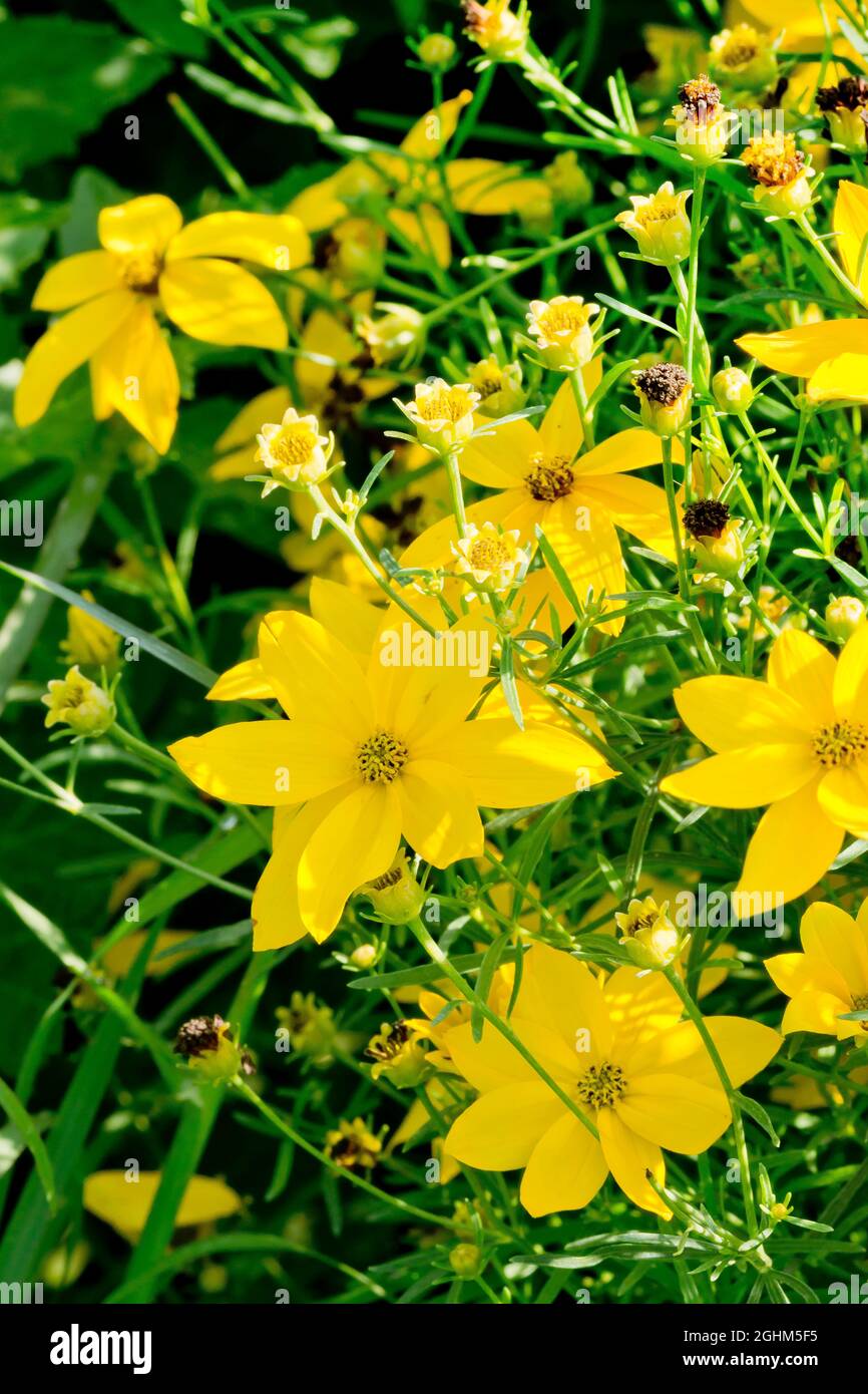 Coreopsis sp Banque de photographies et d’images à haute résolution - Alamy