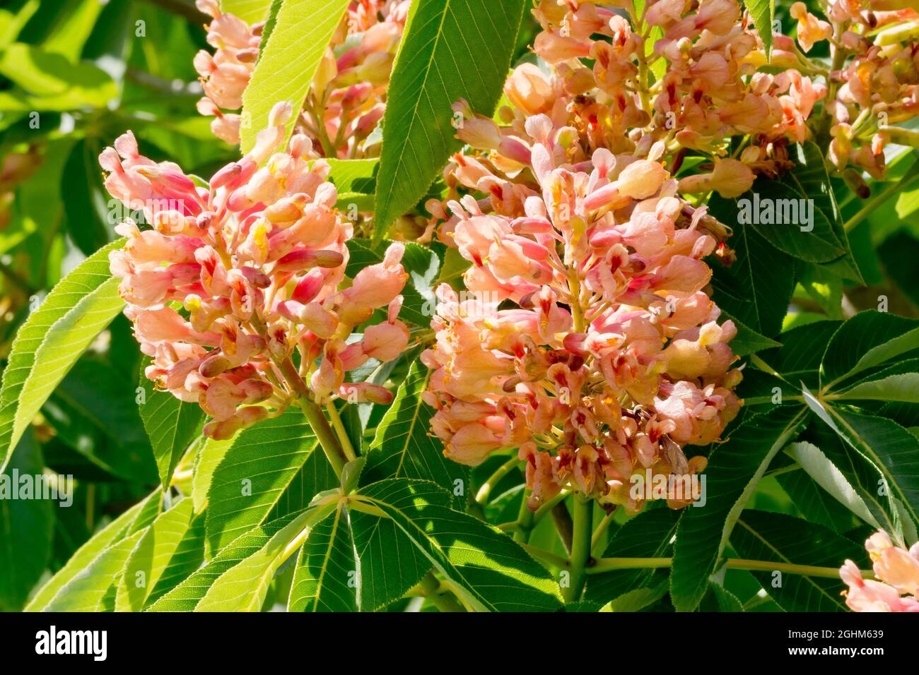 Aesculus sp Banque de photographies et d’images à haute résolution - Alamy
