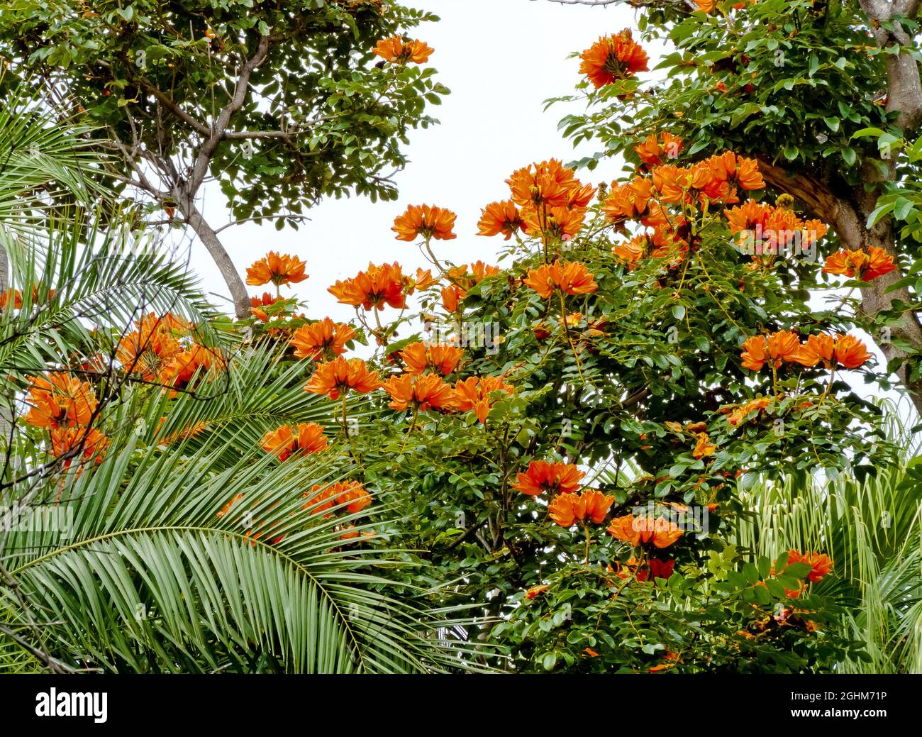 Spathodea campanulata Banque de photographies et d’images à haute ...