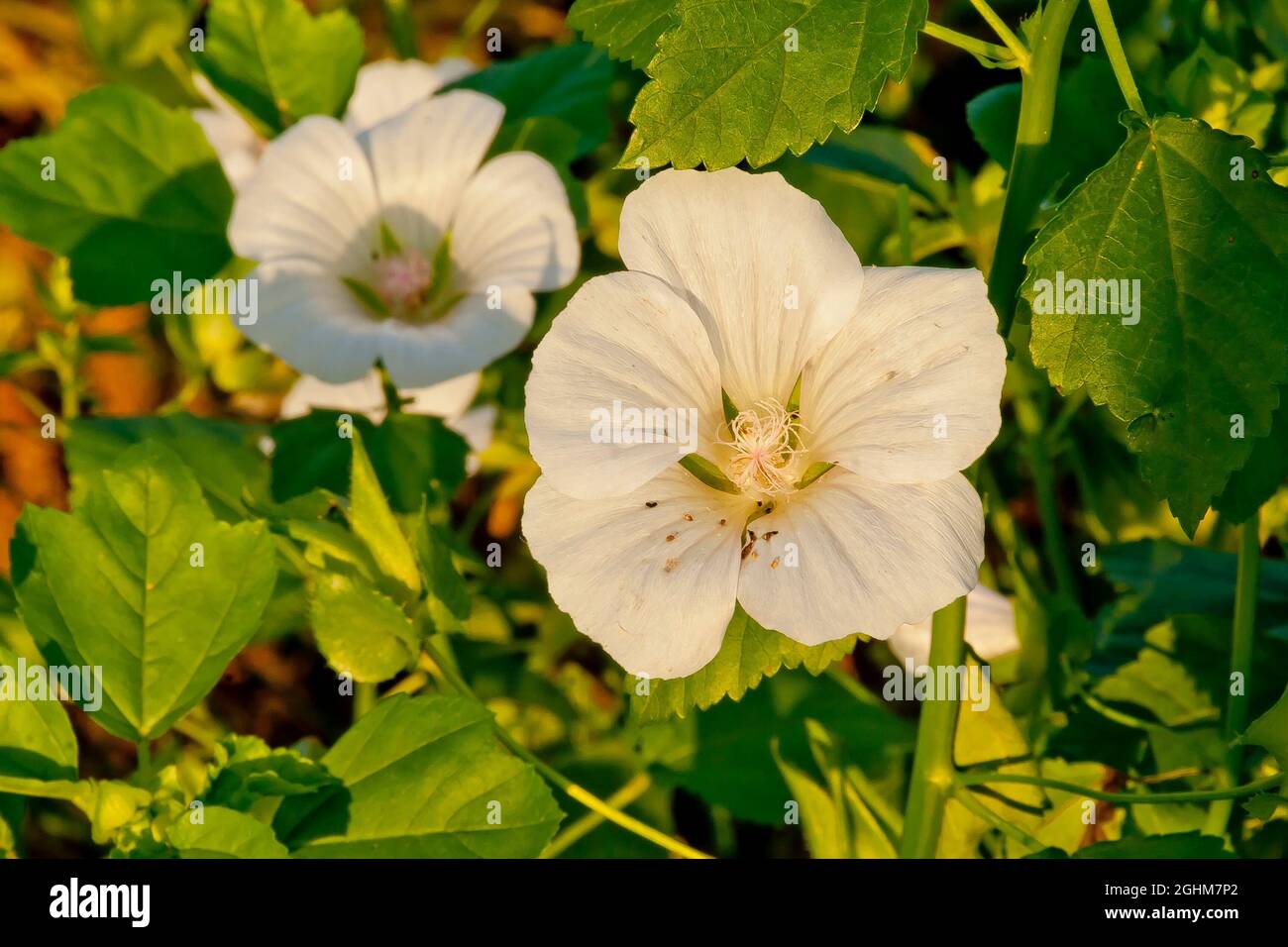 Malvacées malope Banque de photographies et d’images à haute résolution ...