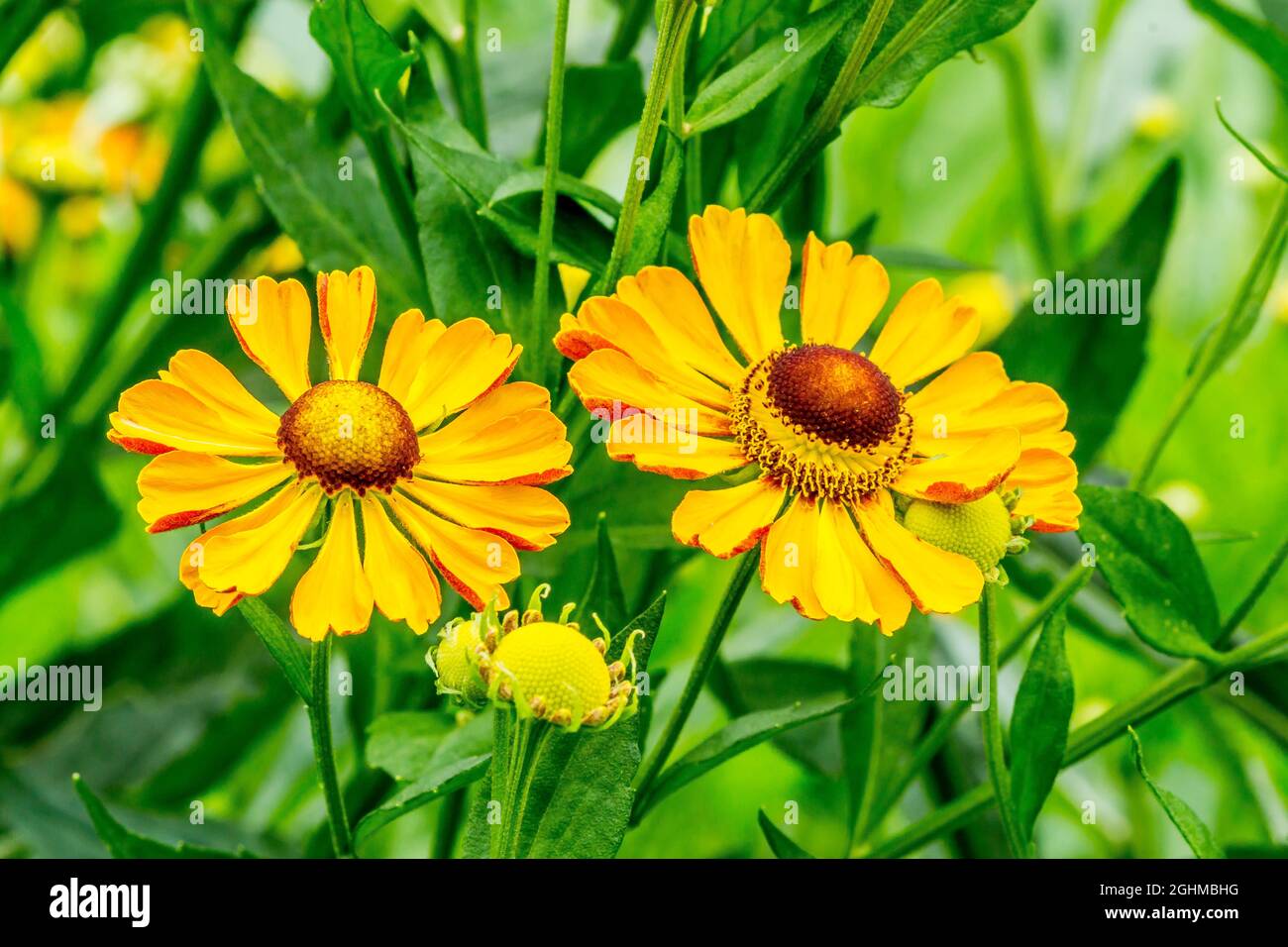 Helenium rauchtopas Banque de photographies et d’images à haute ...