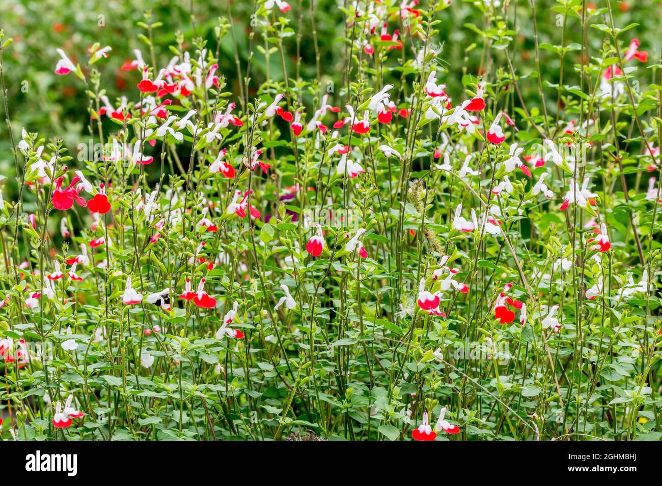 Salvia microphylla hot lips Banque de photographies et d’images à haute ...
