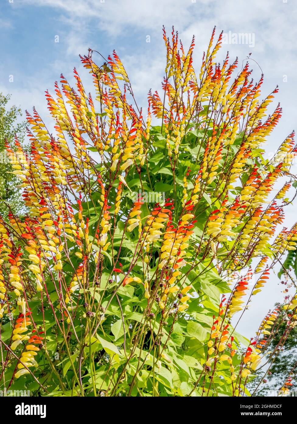 Ipomoea lobata mina lobata Banque de photographies et d’images à haute ...
