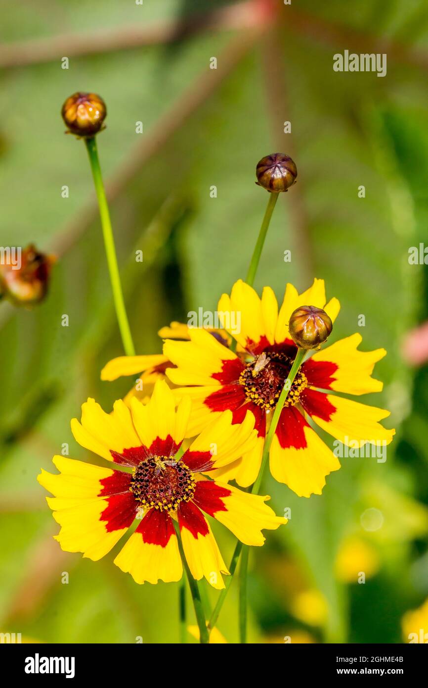 Coreopsis sp Banque de photographies et d’images à haute résolution - Alamy