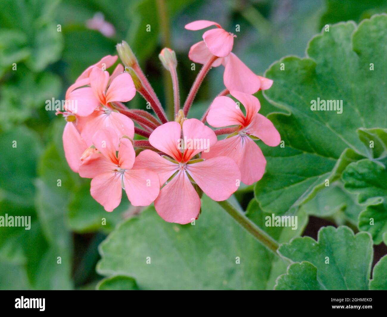 Pelargonium inquinans Banque de photographies et d’images à haute ...