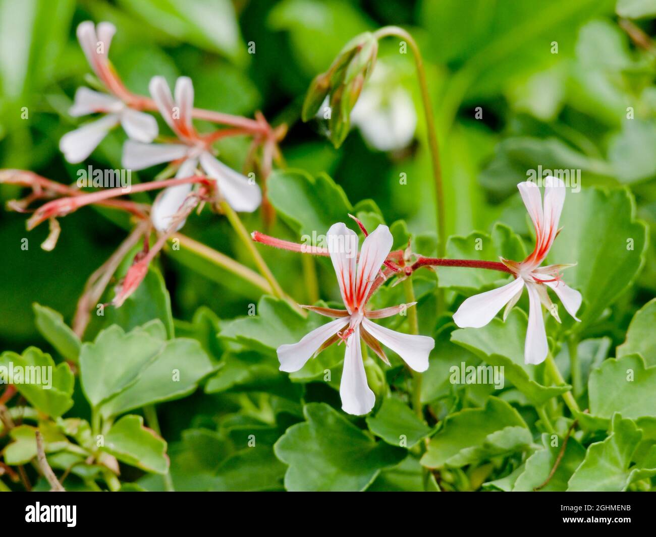 Pelargonium roseum Banque de photographies et d’images à haute ...