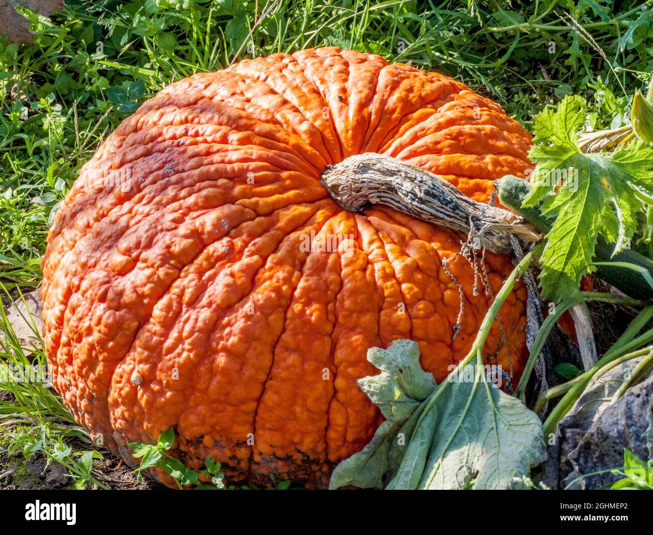 Chose verruqueuse rouge Banque de photographies et d’images à haute ...