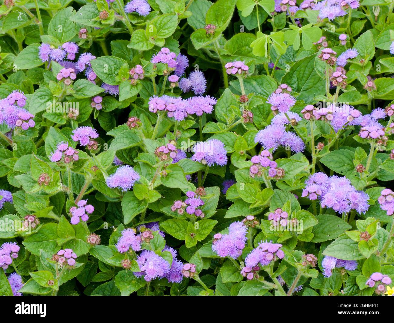 Ageratum sp Banque de photographies et d’images à haute résolution - Alamy