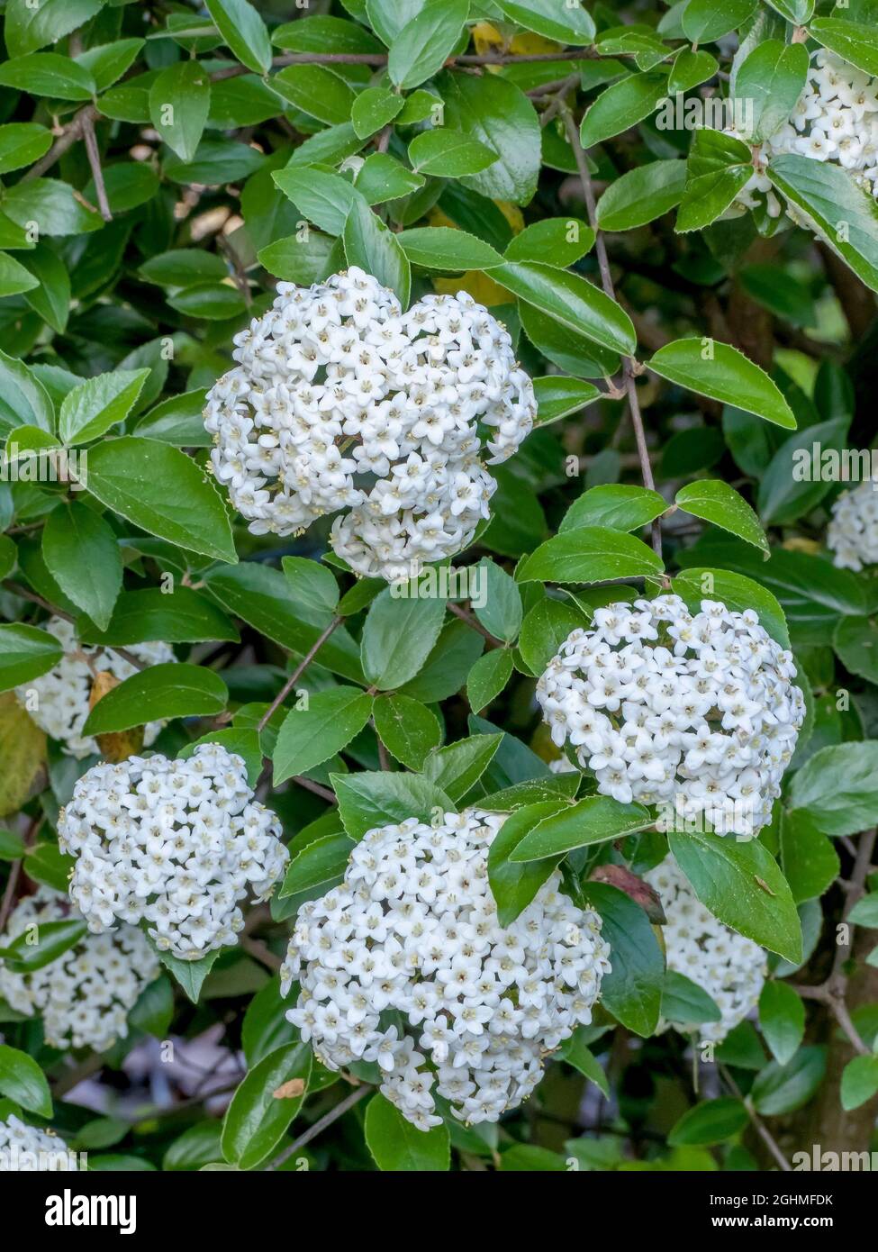 Viburnum lantana Banque de photographies et d’images à haute résolution ...