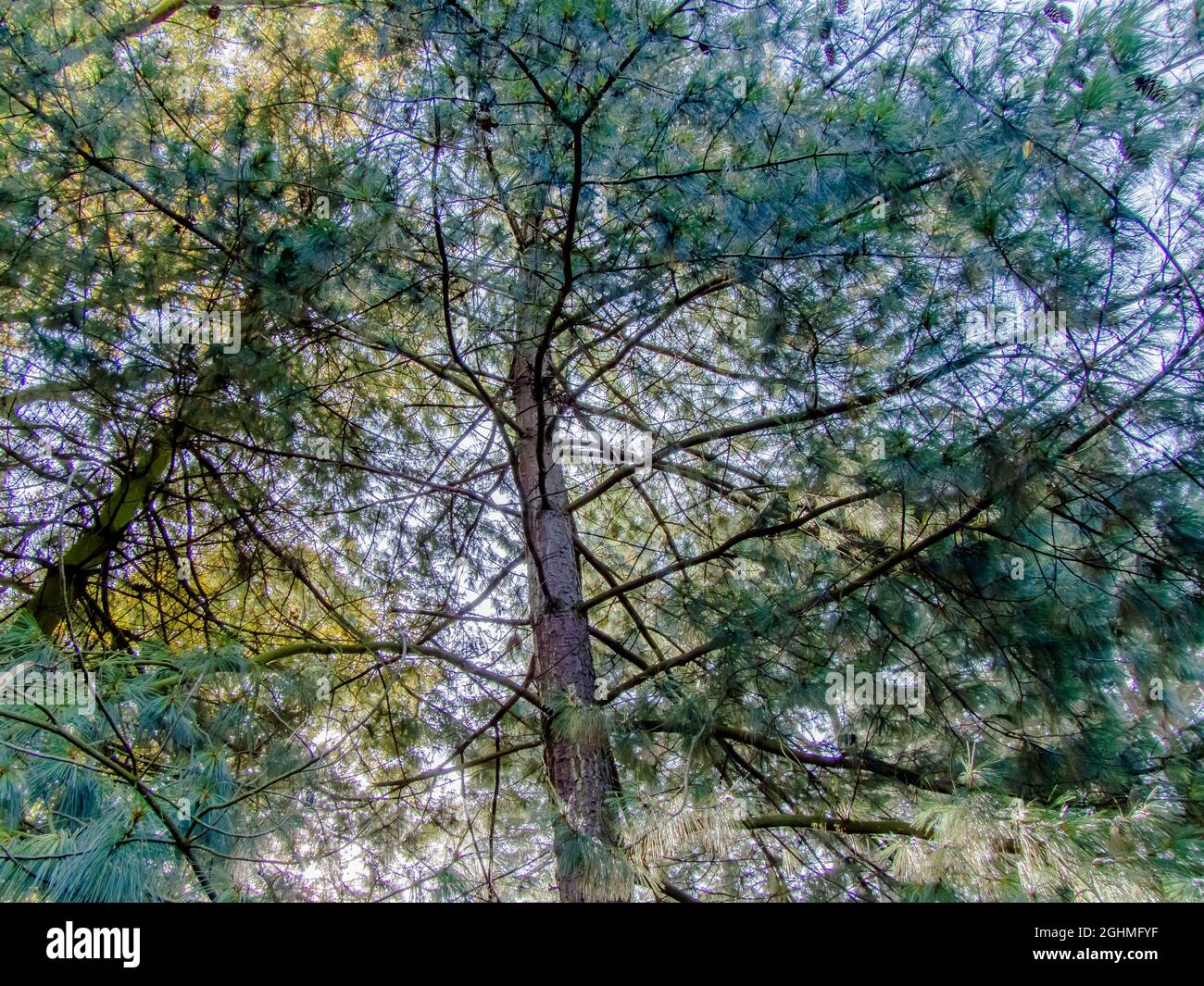 Pinus excelsa Banque de photographies et d’images à haute résolution ...