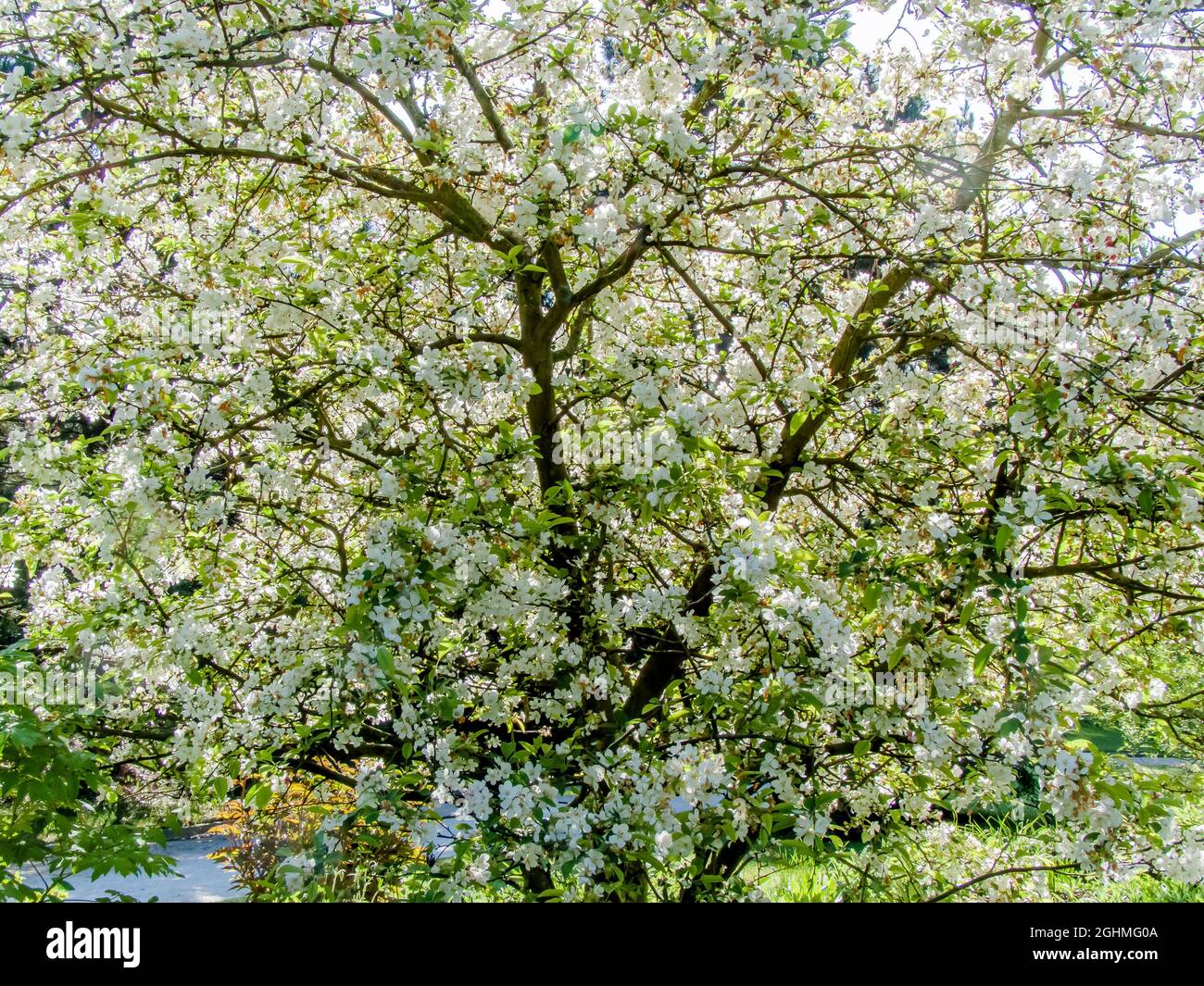 Malus perpetu evereste Banque de photographies et d’images à haute ...