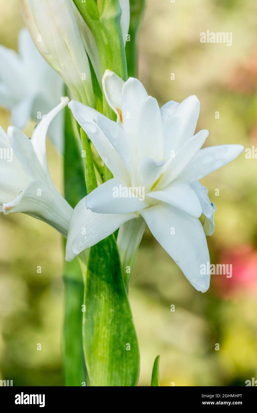 Tuberose polianthes tuberosa Banque de photographies et d’images à ...