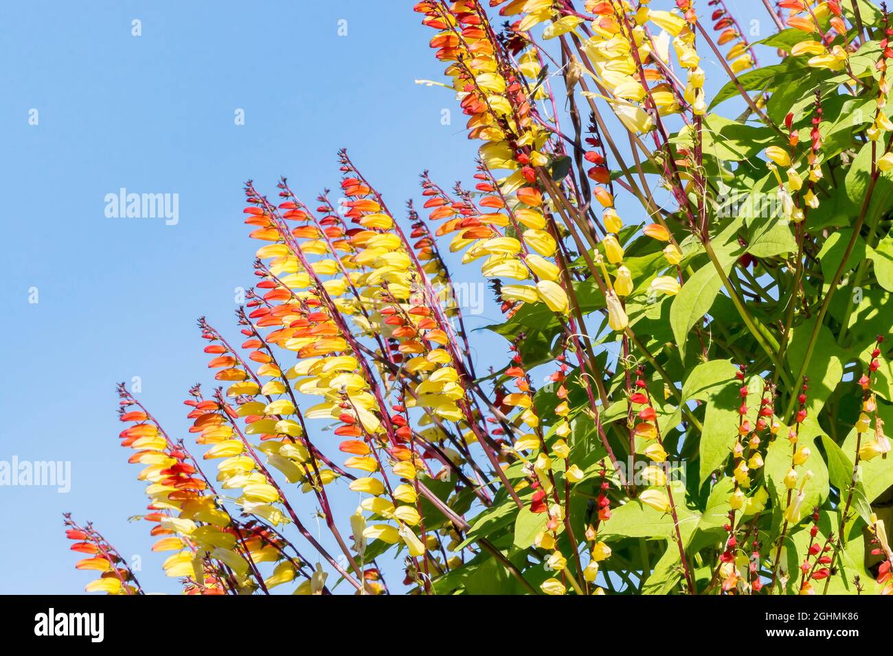 Ipomoea lobata mina lobata Banque de photographies et d’images à haute ...