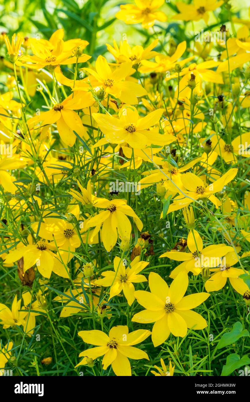 Coreopsis sp Banque de photographies et d’images à haute résolution - Alamy
