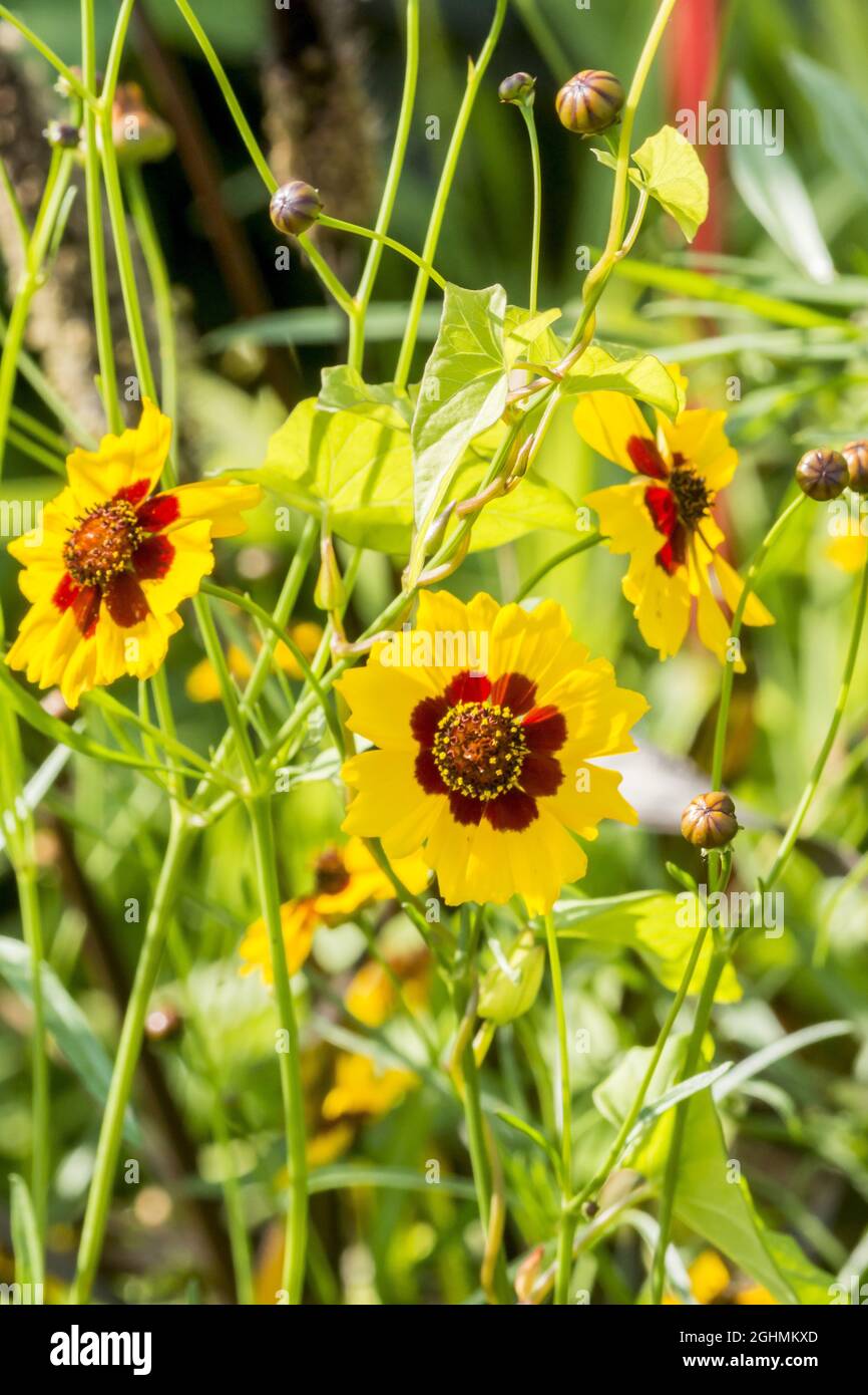 Coreopsis sp Banque de photographies et d’images à haute résolution - Alamy