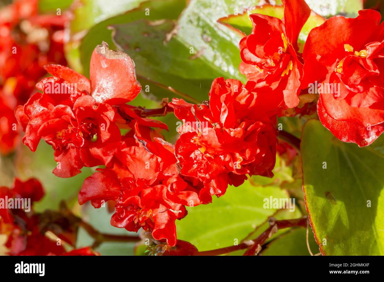 Red begonia semperflorens Banque de photographies et d’images à haute ...