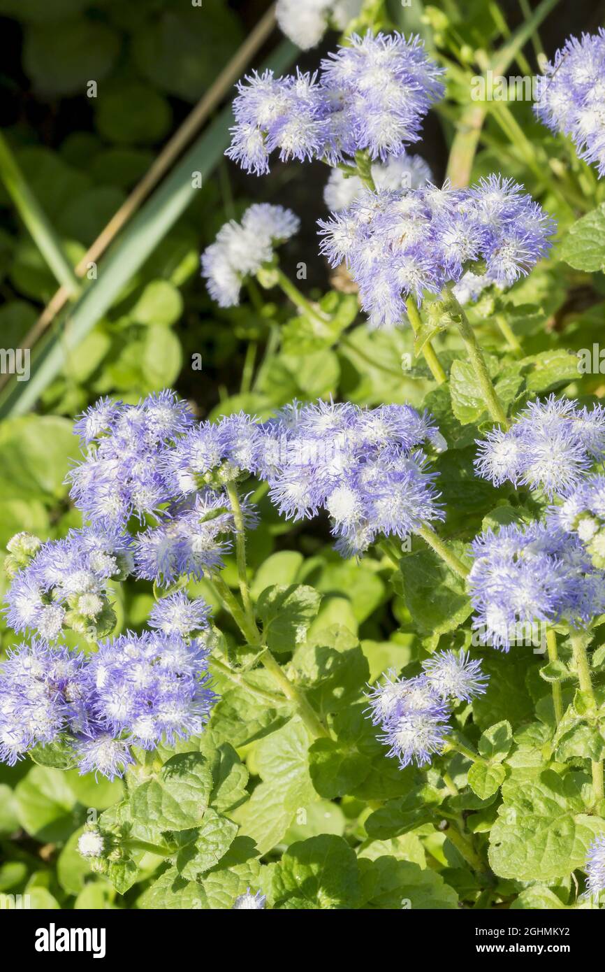 Ageratum sp Banque de photographies et d’images à haute résolution - Alamy