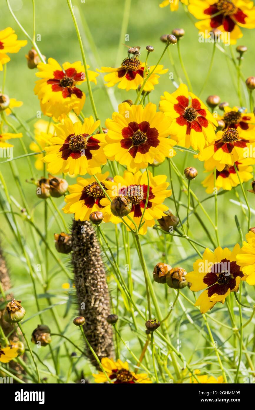 Coreopsis sp Banque de photographies et d’images à haute résolution - Alamy