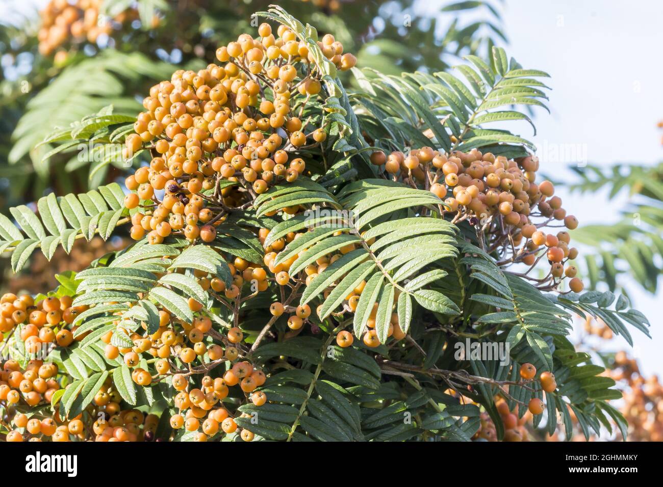 Sorbus sp Banque de photographies et d’images à haute résolution - Alamy