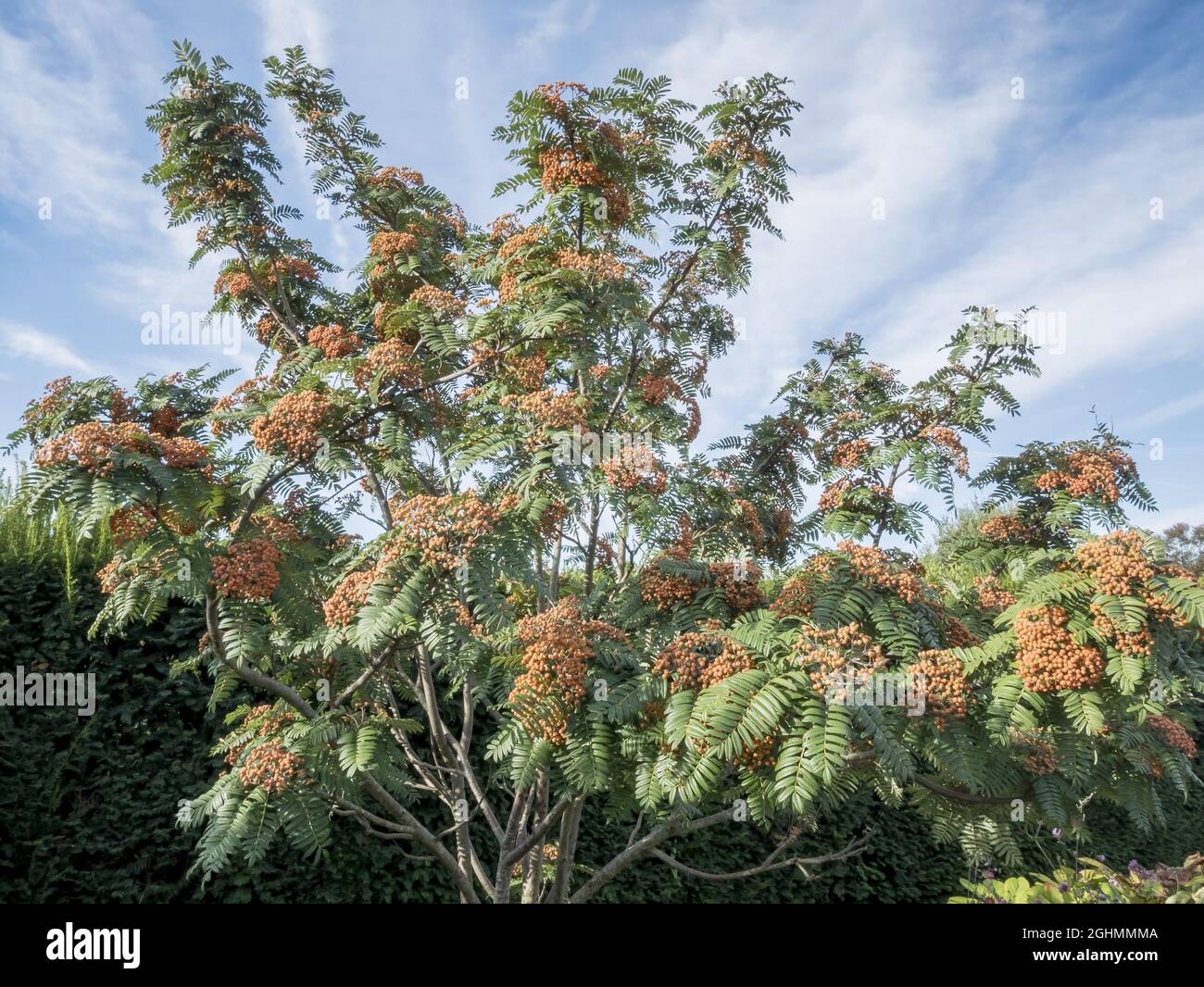 Sorbus sp Banque de photographies et d’images à haute résolution - Alamy