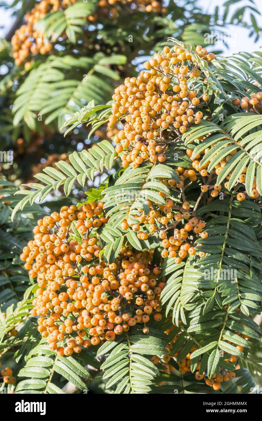 Sorbus sp Banque de photographies et d’images à haute résolution - Alamy