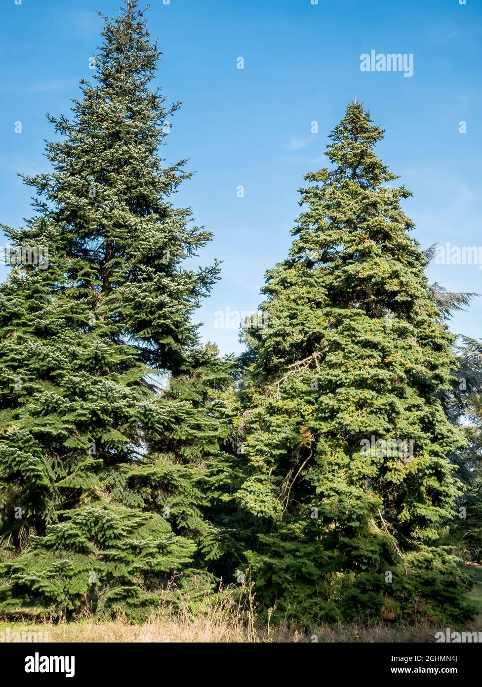 Fir abies sp Banque de photographies et d’images à haute résolution - Alamy