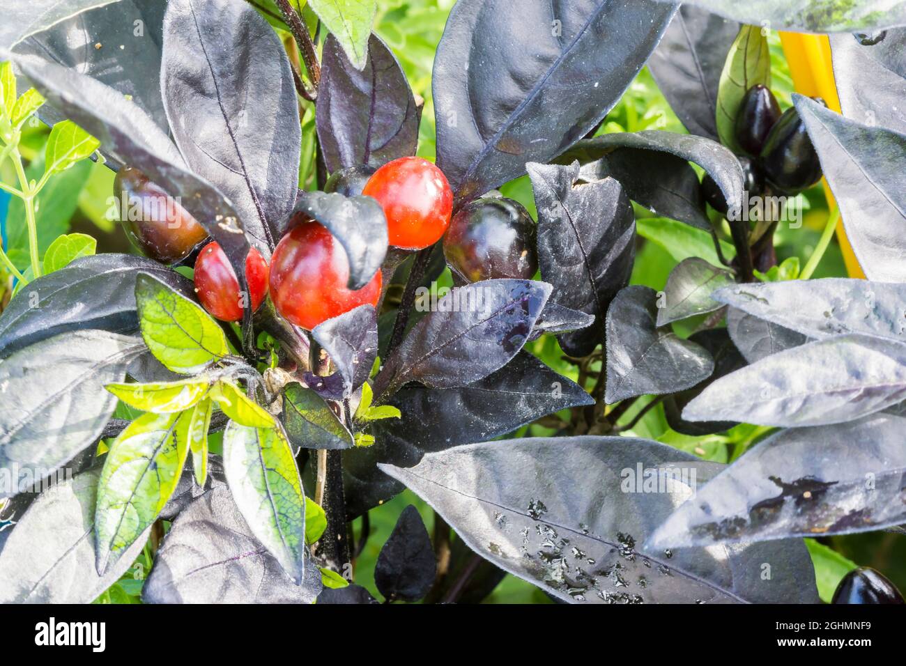 Capsicum annuum black pearl Banque de photographies et d’images à haute ...