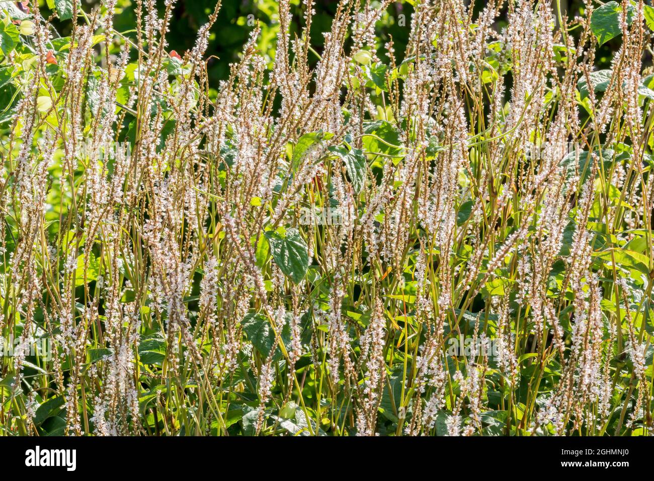 Bistorta amplexicaulis Banque de photographies et d’images à haute ...