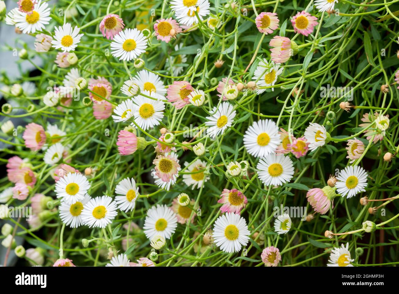Erigeron karvinskianus mucronatus Banque de photographies et d’images à ...