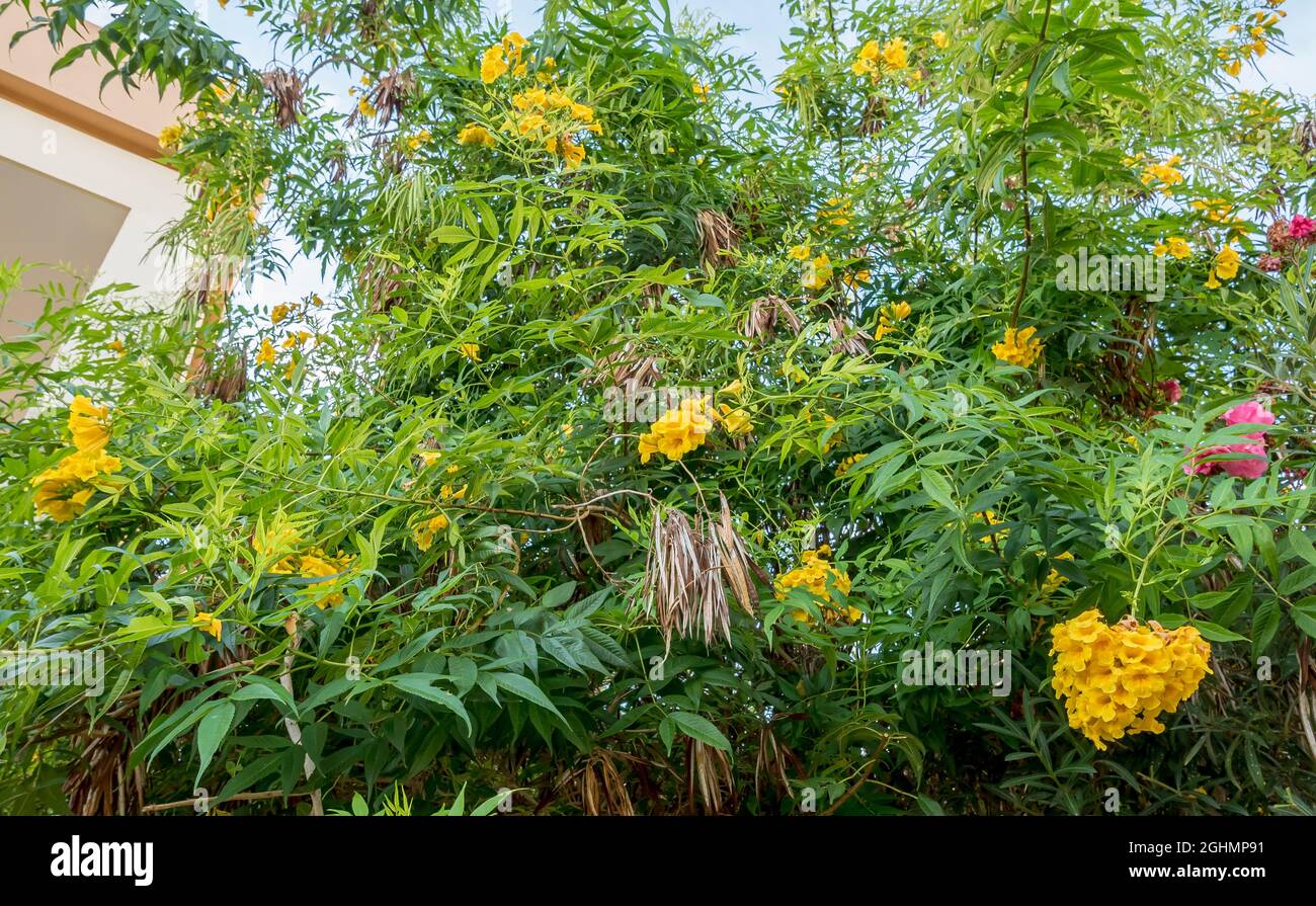 Tecoma bignoniaceae Banque de photographies et d’images à haute ...