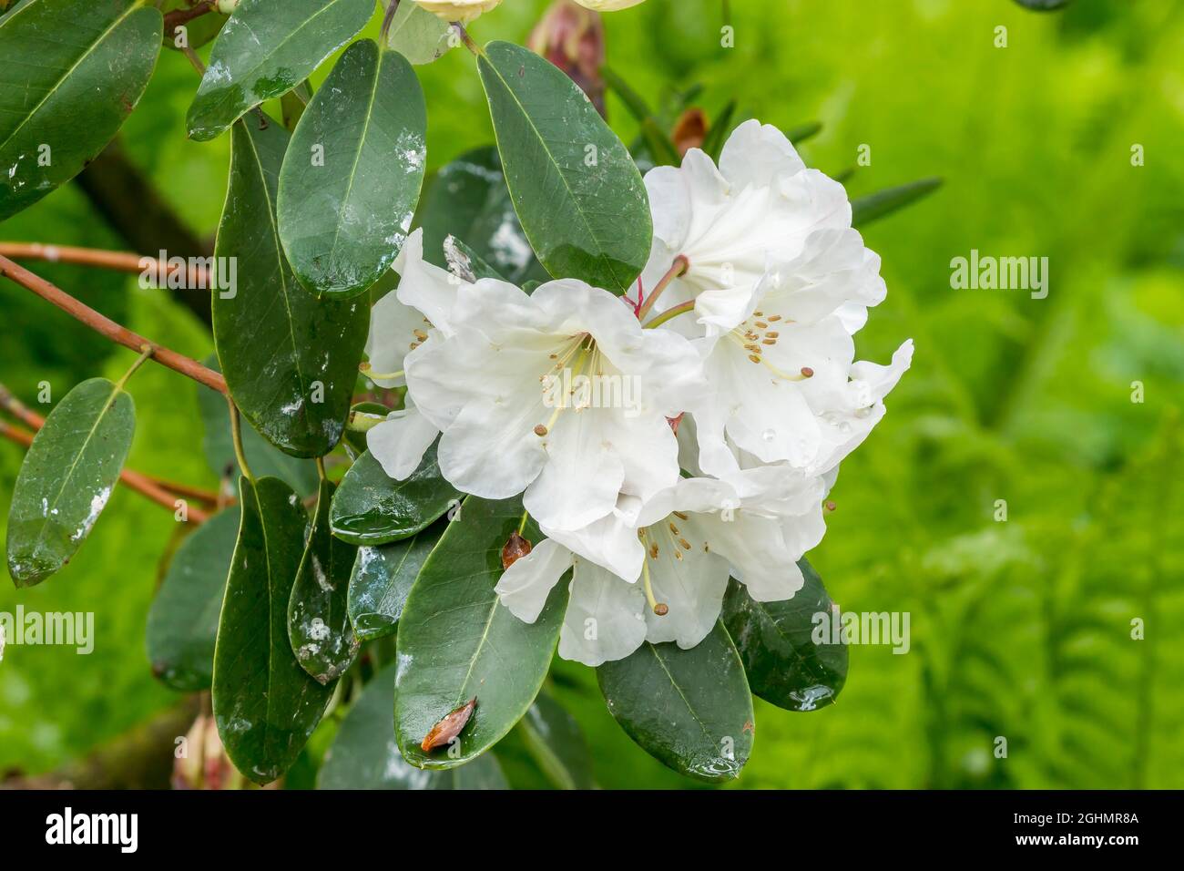 Decorum plant Banque de photographies et d’images à haute résolution ...