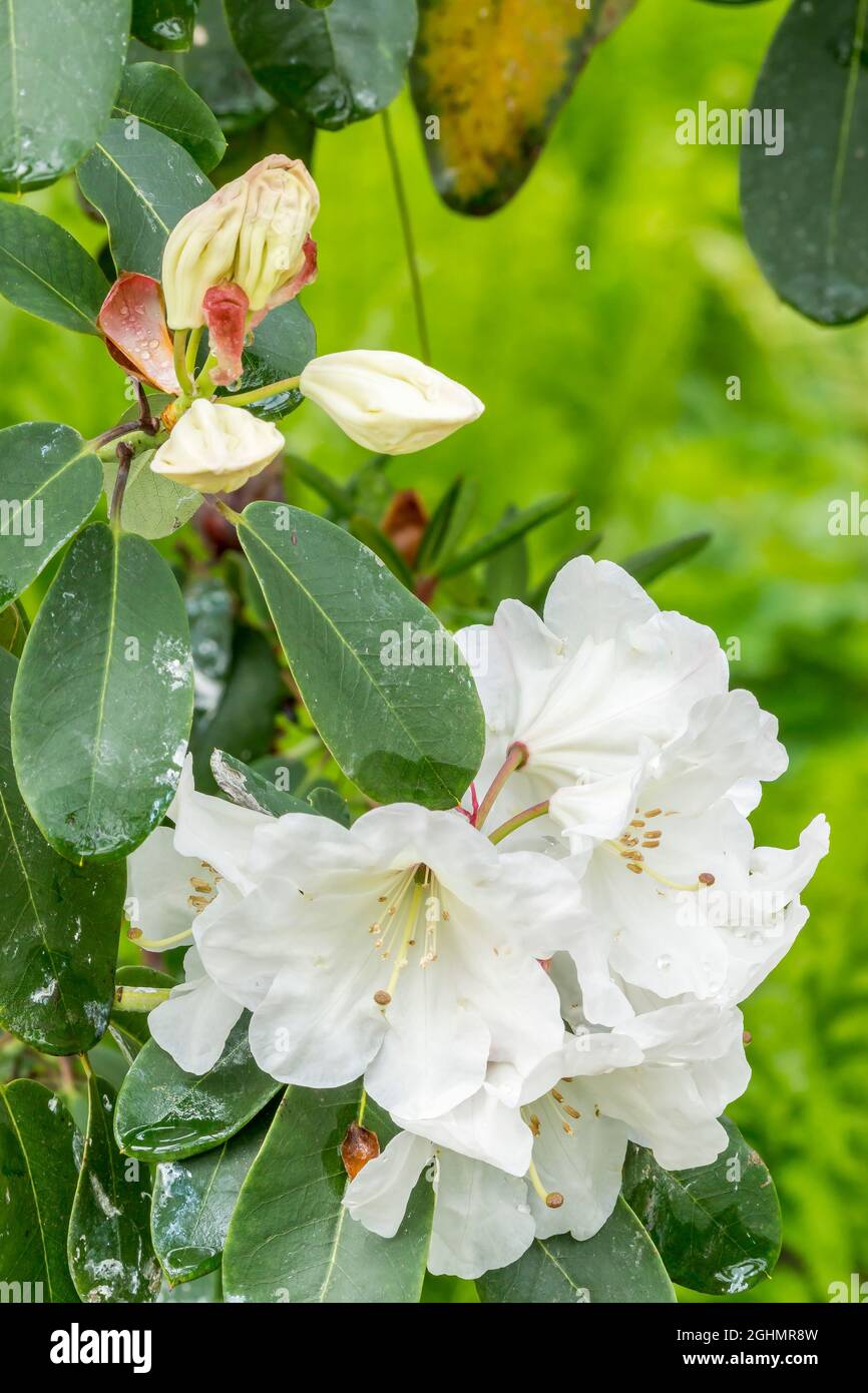 Decorum plant Banque de photographies et d’images à haute résolution ...