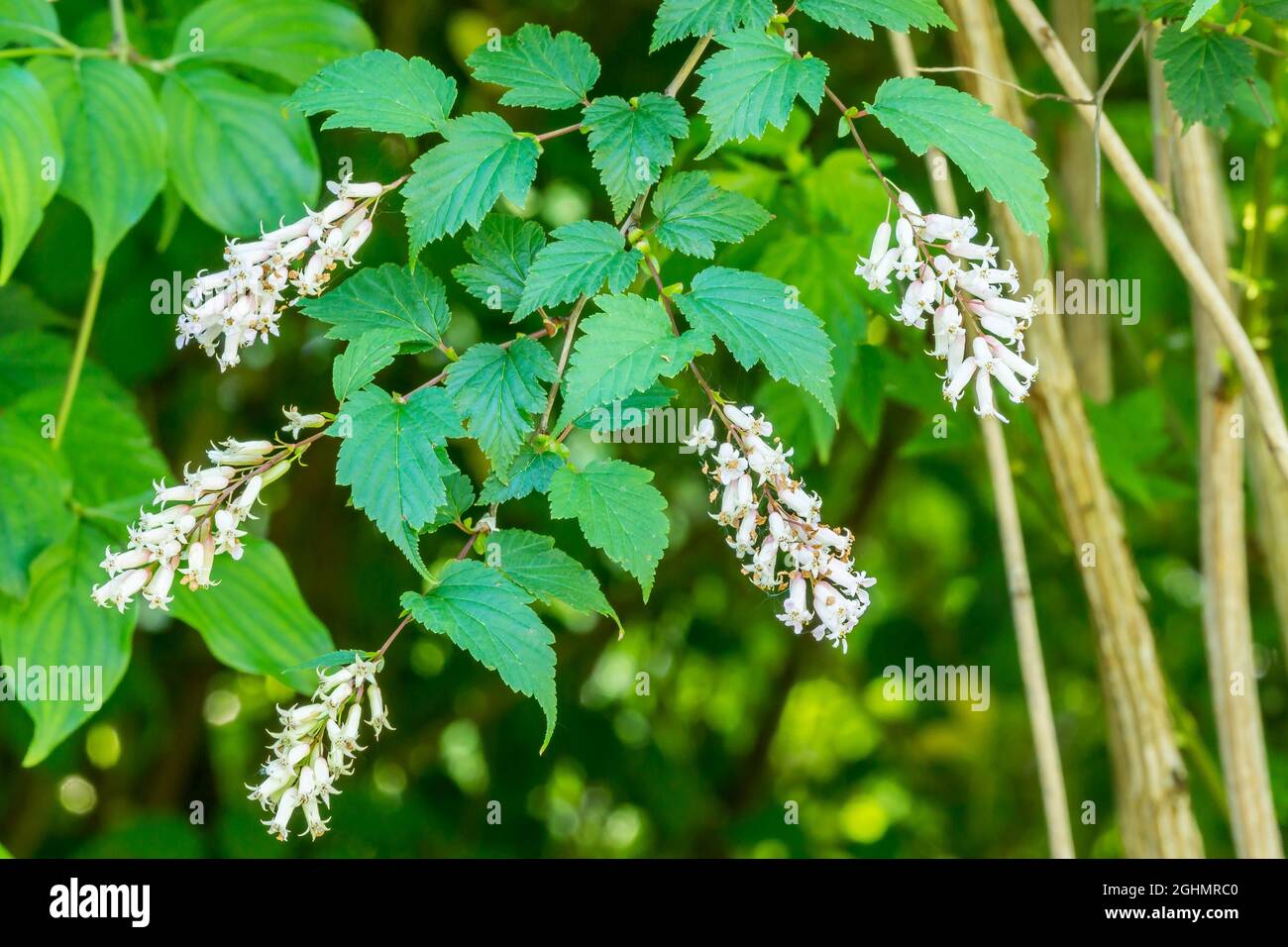 Neillia Sinensis Banque d'image et photos - Alamy