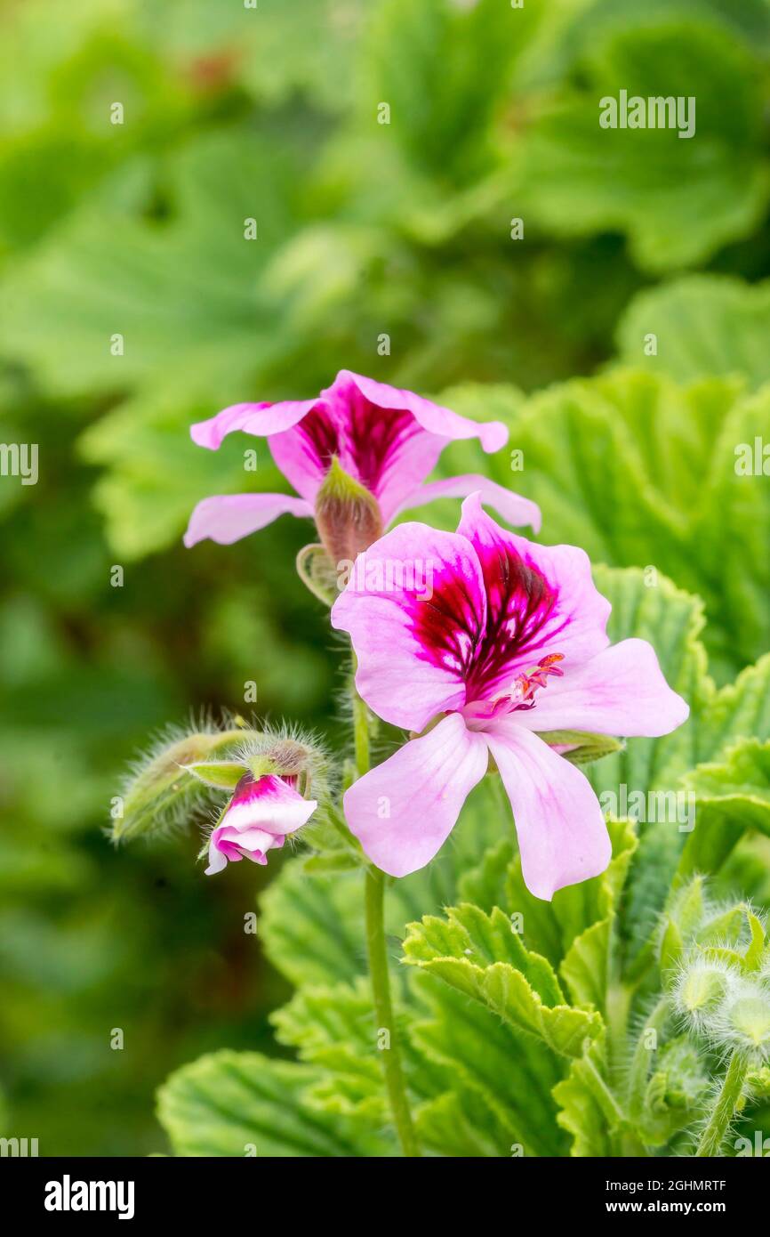 Pelargonium orange geranium Banque de photographies et d’images à haute ...