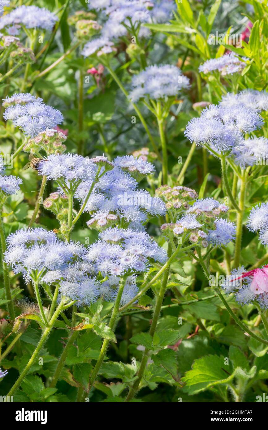 Ageratum sp Banque de photographies et d’images à haute résolution - Alamy