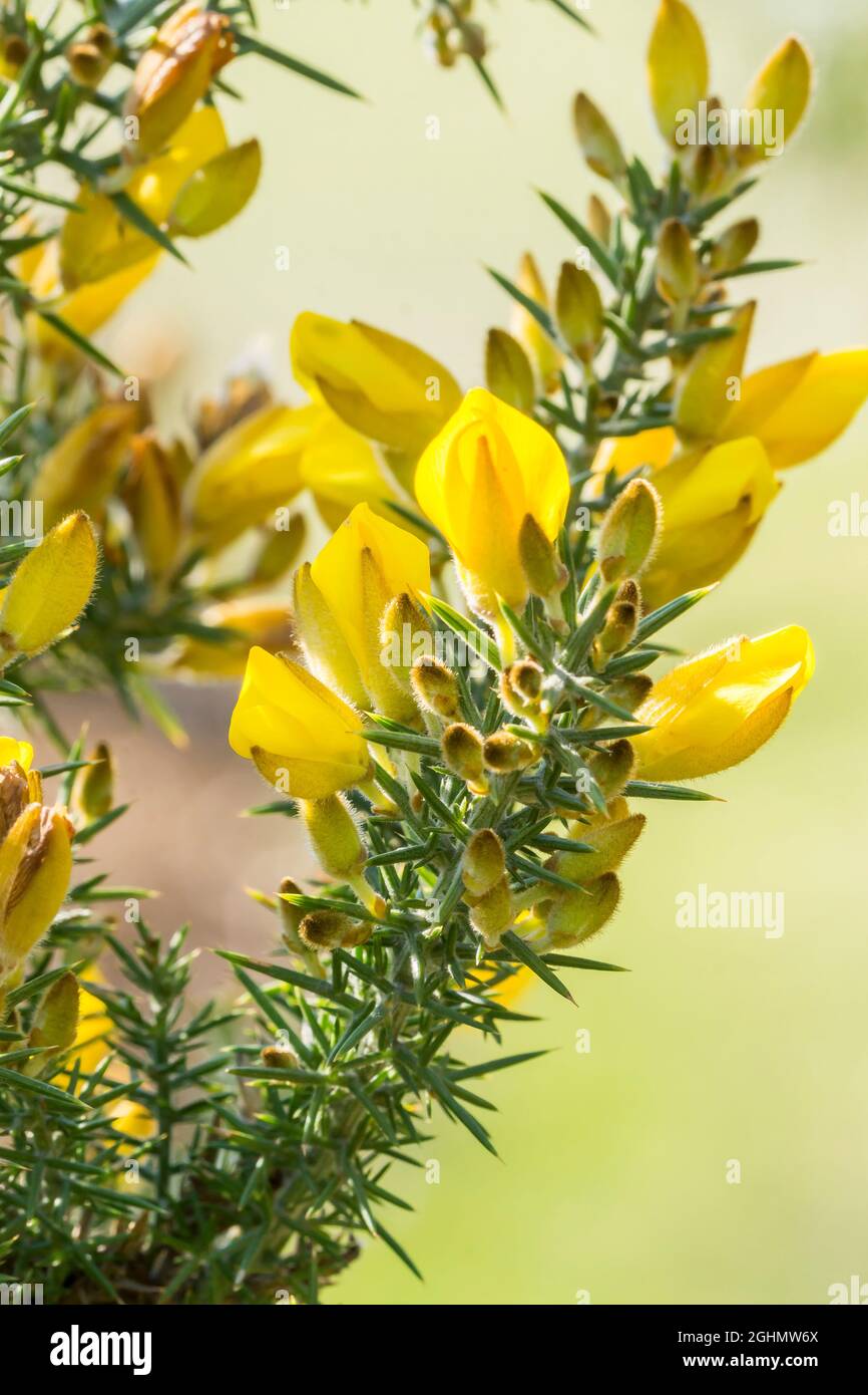 Ulex europaeus fabaceae Banque de photographies et d’images à haute ...