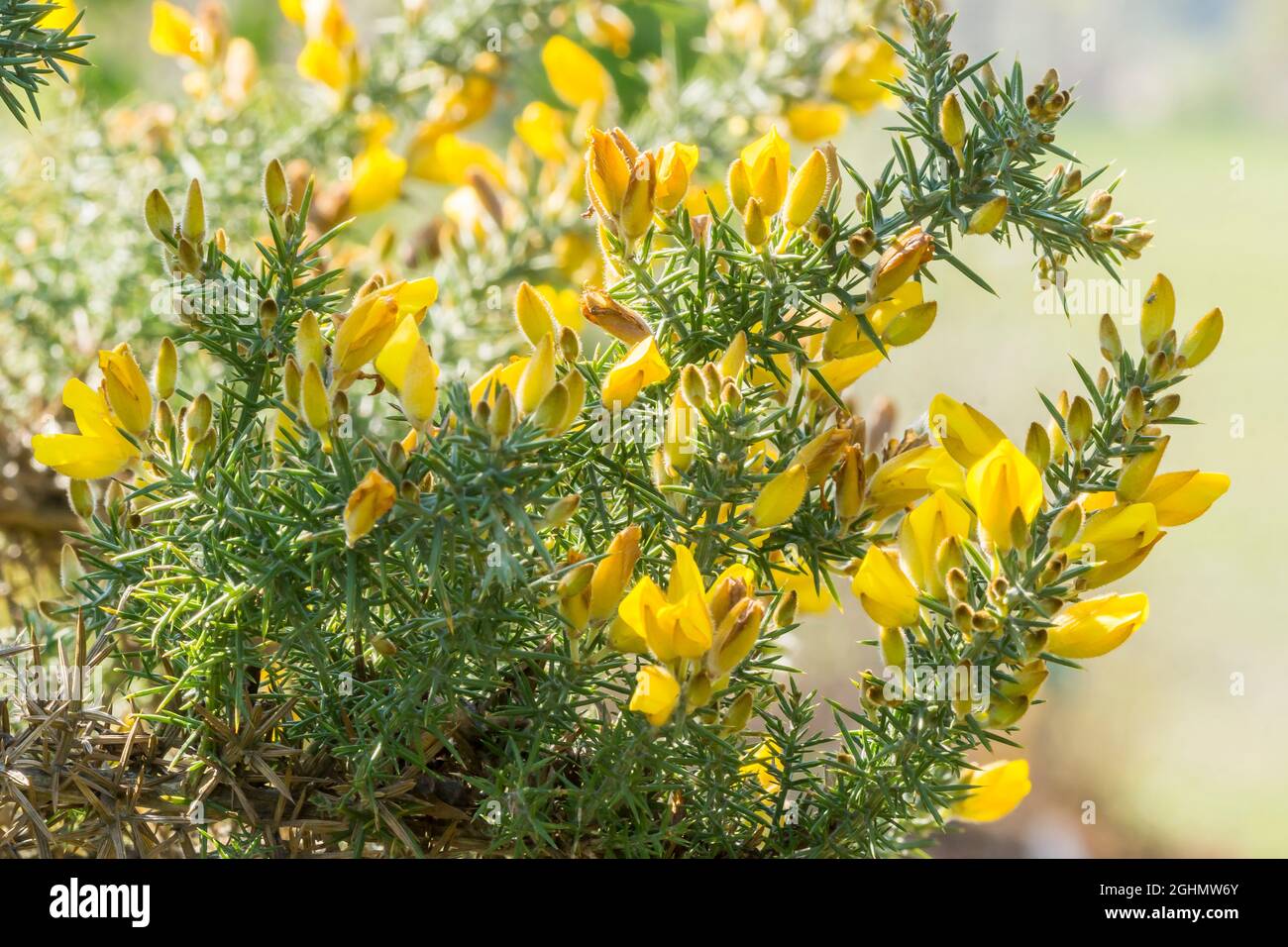 Ulex europaeus fabaceae Banque de photographies et d’images à haute ...