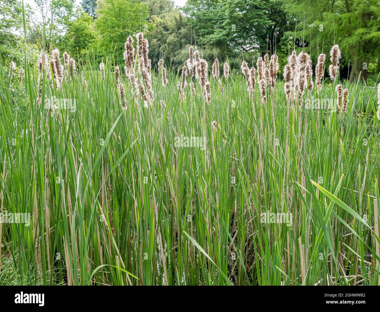 Typha sp Banque de photographies et d’images à haute résolution - Alamy