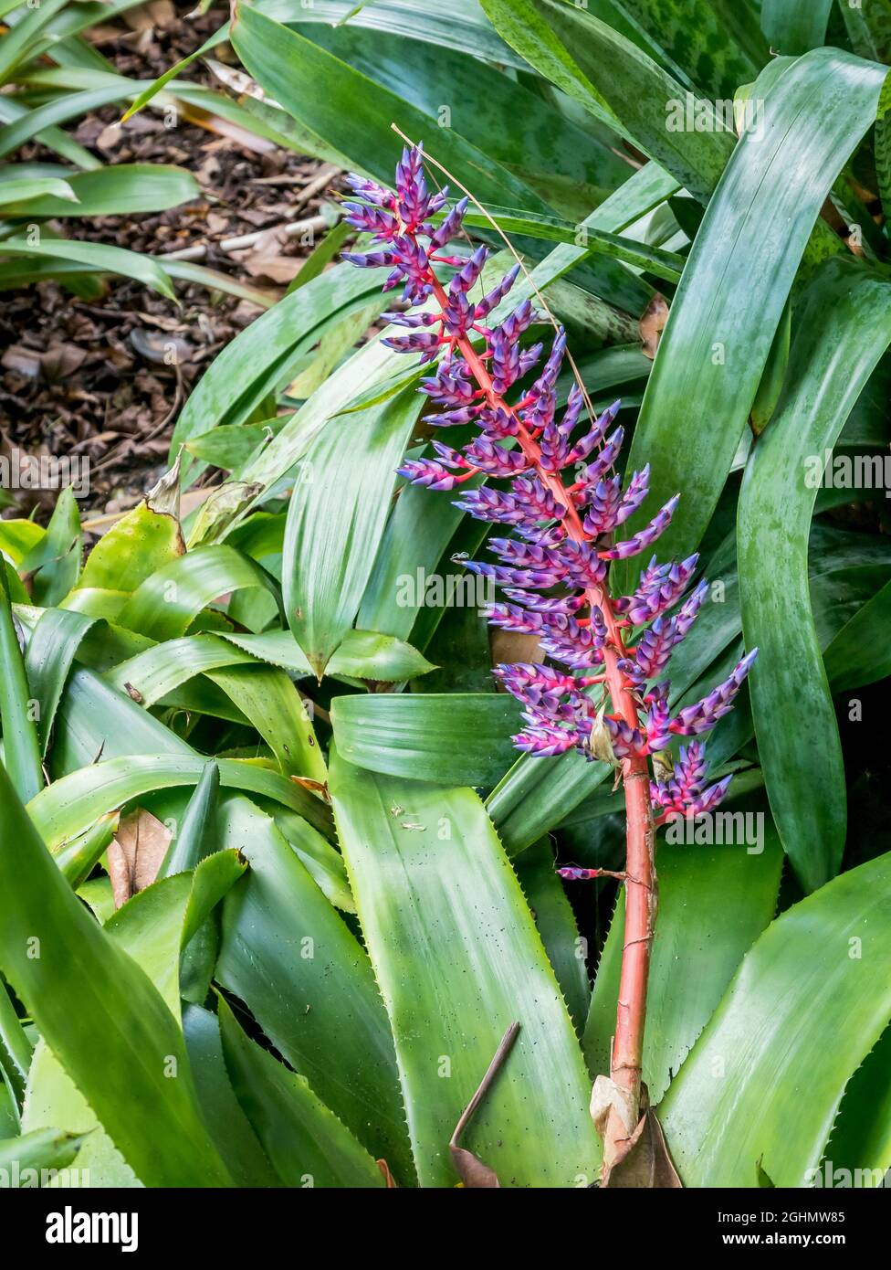 Aechmea bromeliad plants Banque de photographies et d’images à haute ...