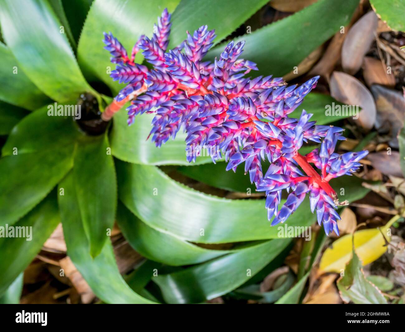 Aechmea species Banque de photographies et d’images à haute résolution ...