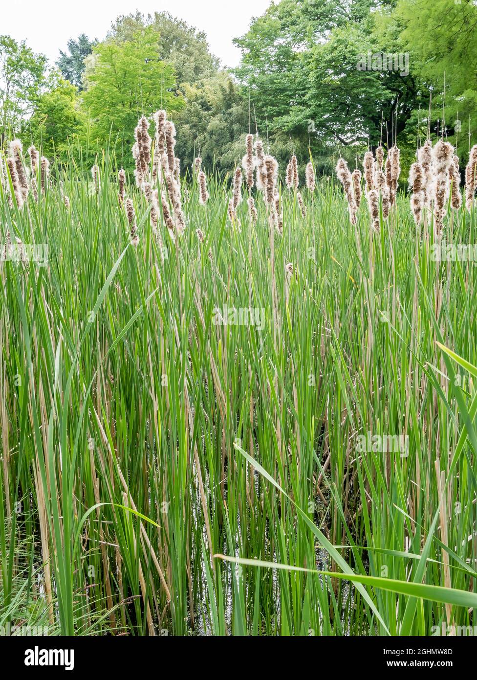 Typha sp Banque de photographies et d’images à haute résolution - Alamy