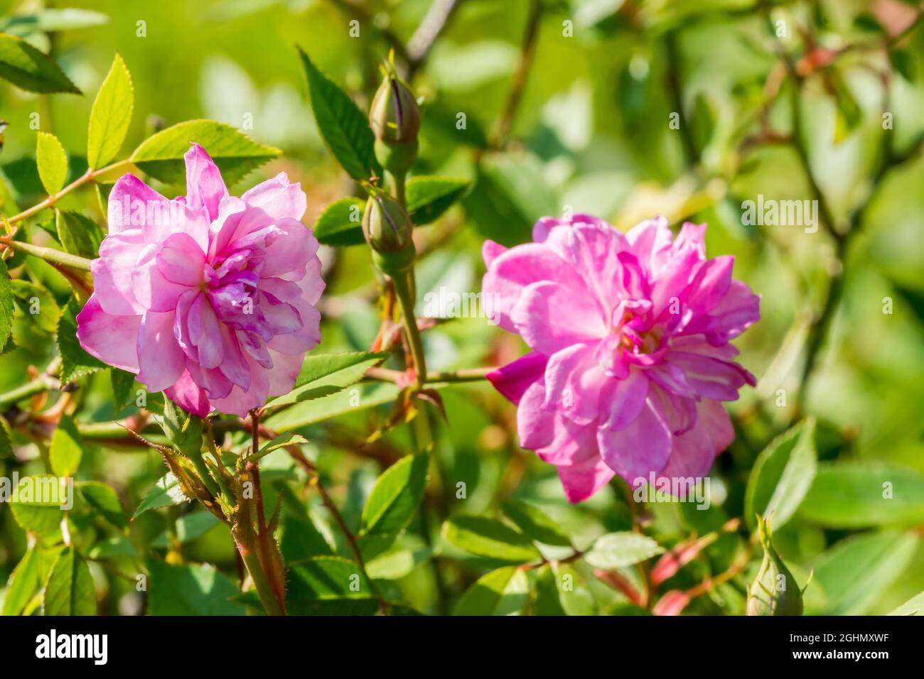 Rosa chinensis Banque de photographies et d’images à haute résolution ...